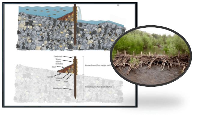 Beaver Dams for All – Sonoma Sun | Sonoma, CA